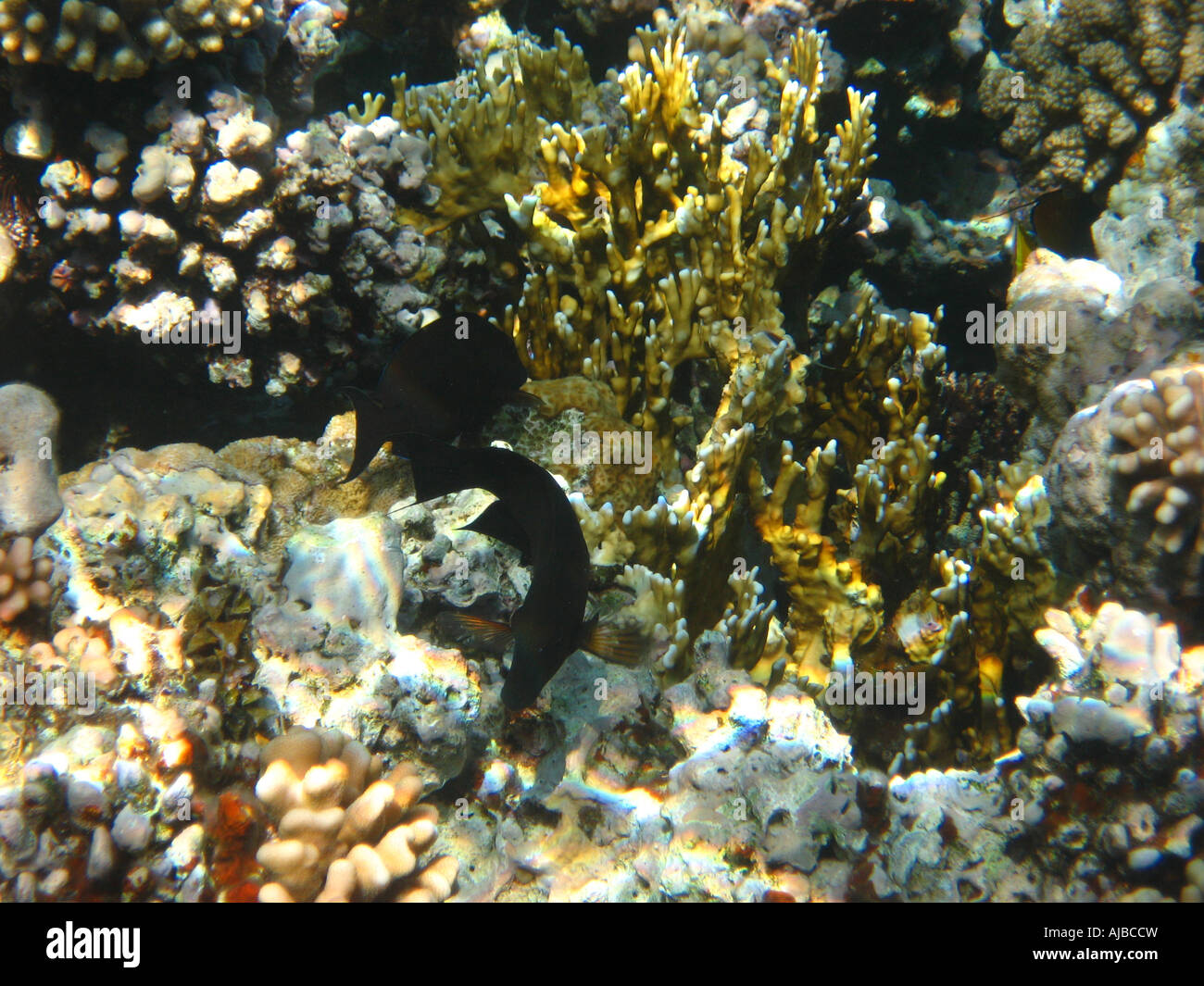 Underwater diving picture of coral reef in Red Sea at the Canyon dive ...