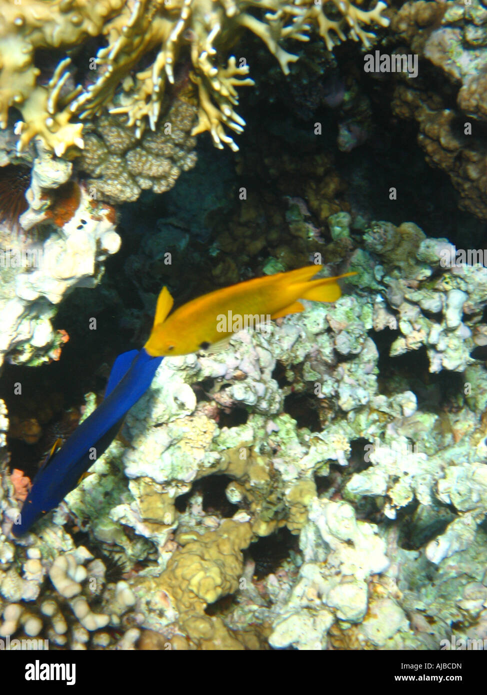 Prayingunderwater hi-res stock photography and images - Alamy