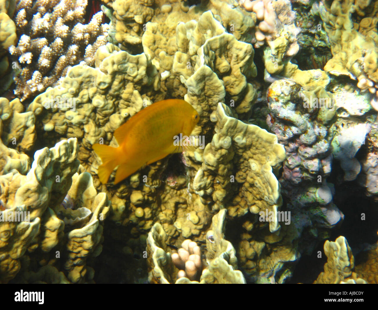 Underwater diving picture Sulphur damselfish Pomacentrus sulfureus ...