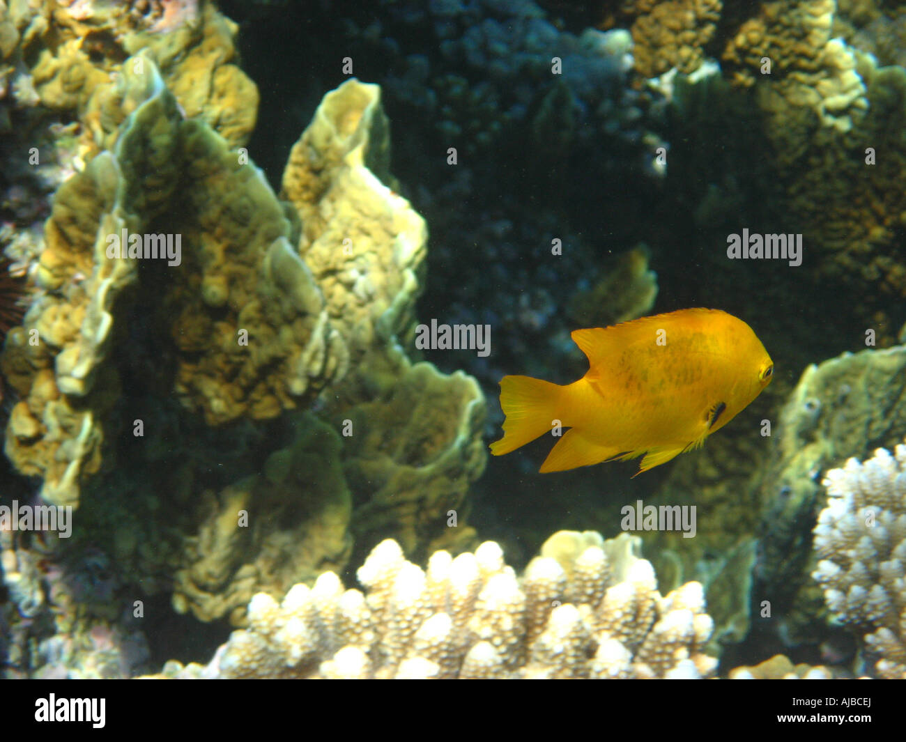 Underwater diving picture Sulphur damselfish Pomacentrus sulfureus ...