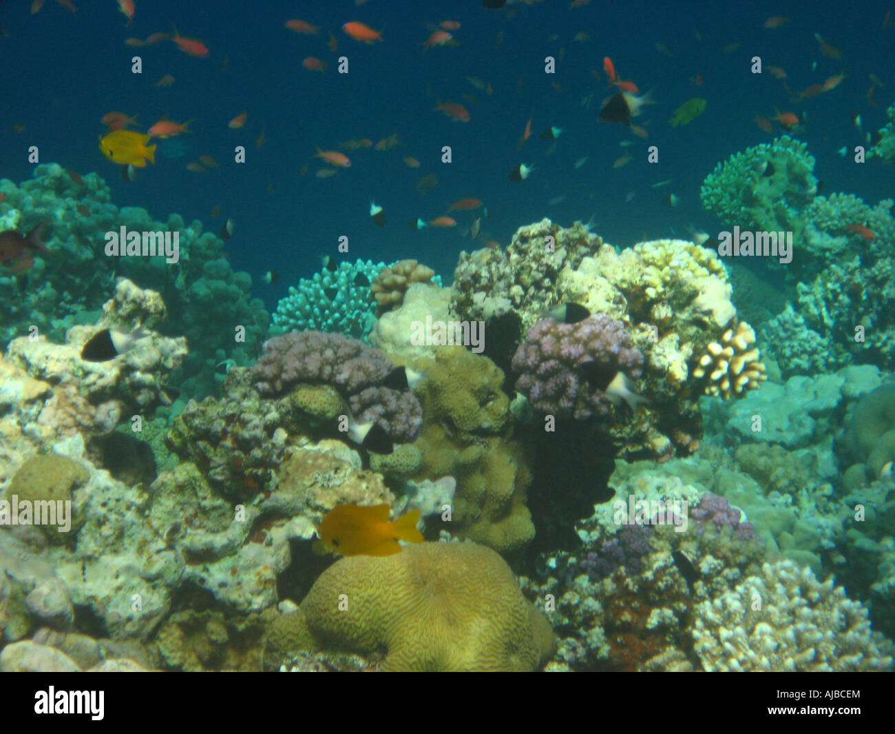 Egypt reef fish hi-res stock photography and images - Alamy