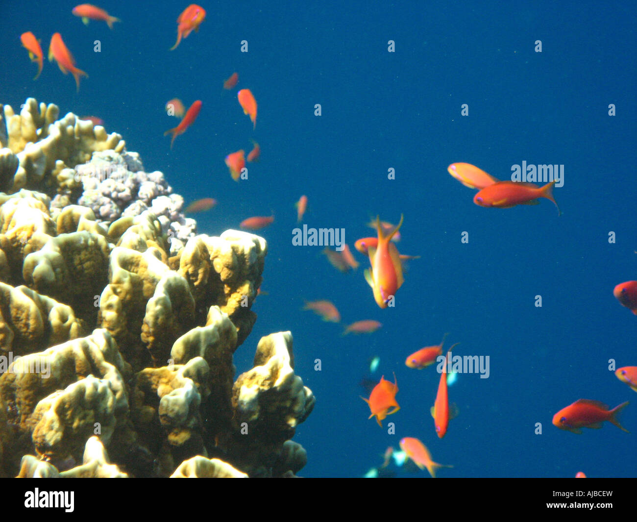 Underwater diving picture of fish over the coral reef in Red Sea at the ...