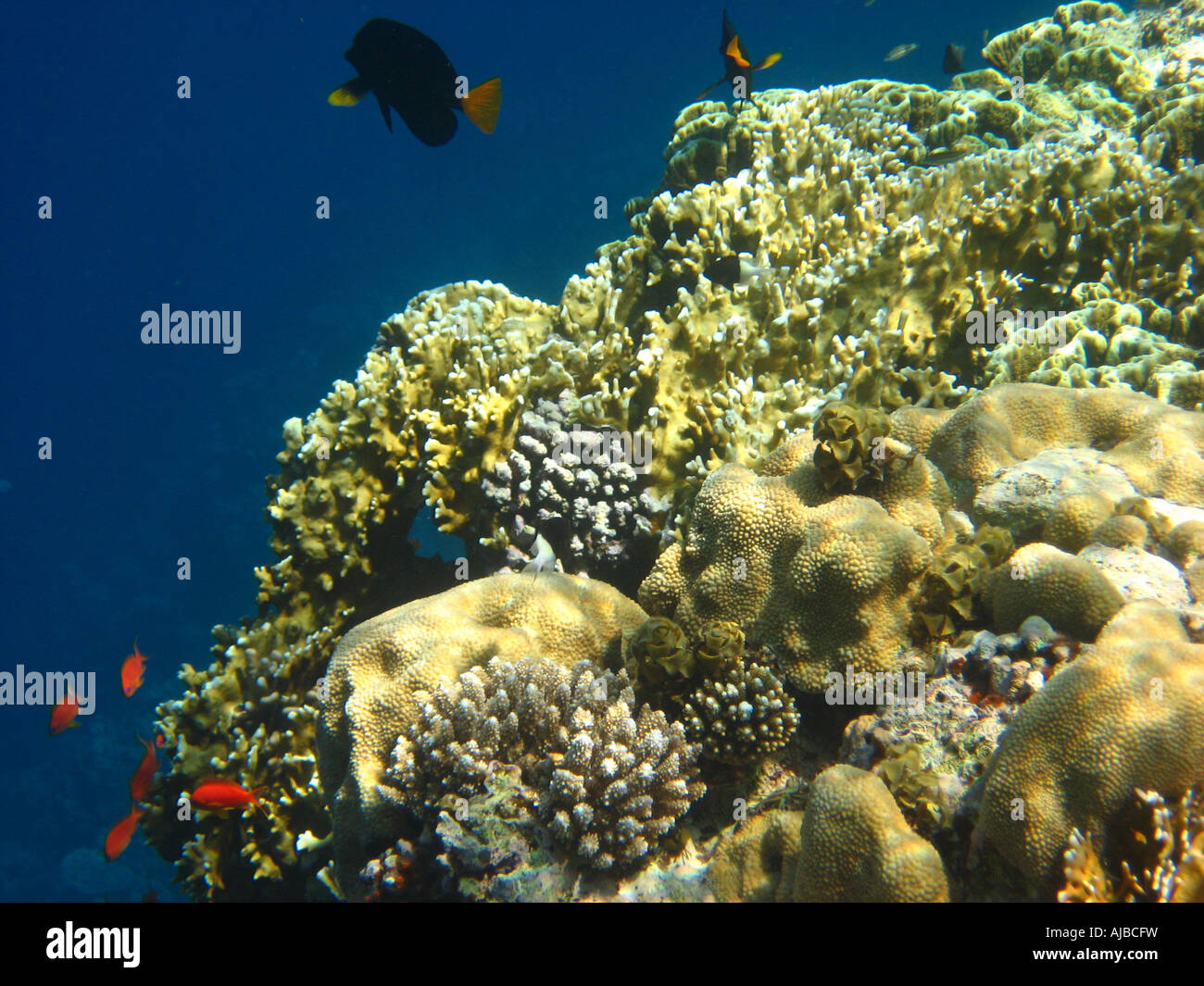 Underwater diving picture of coral reef in Red Sea at the Canyon dive ...