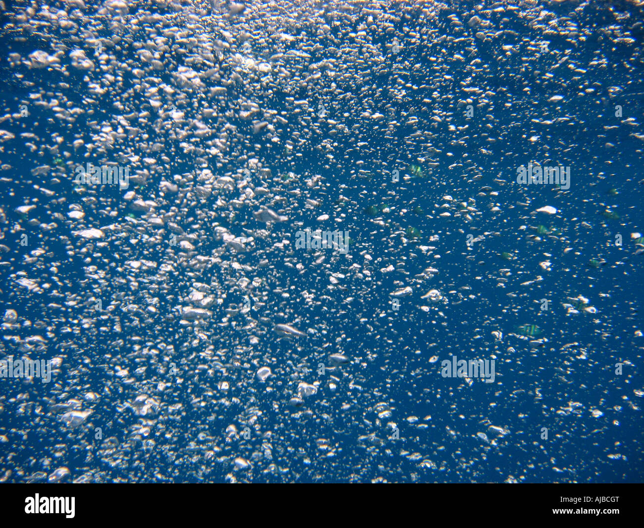 Underwater diving picture of air bubbles in Red Sea at the Canyon dive ...