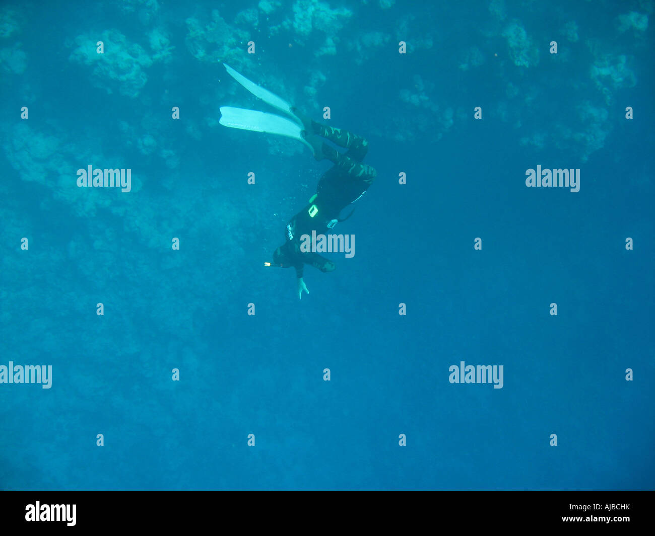 Underwater diving picture of a scuba diver in Red Sea at the Canyon ...