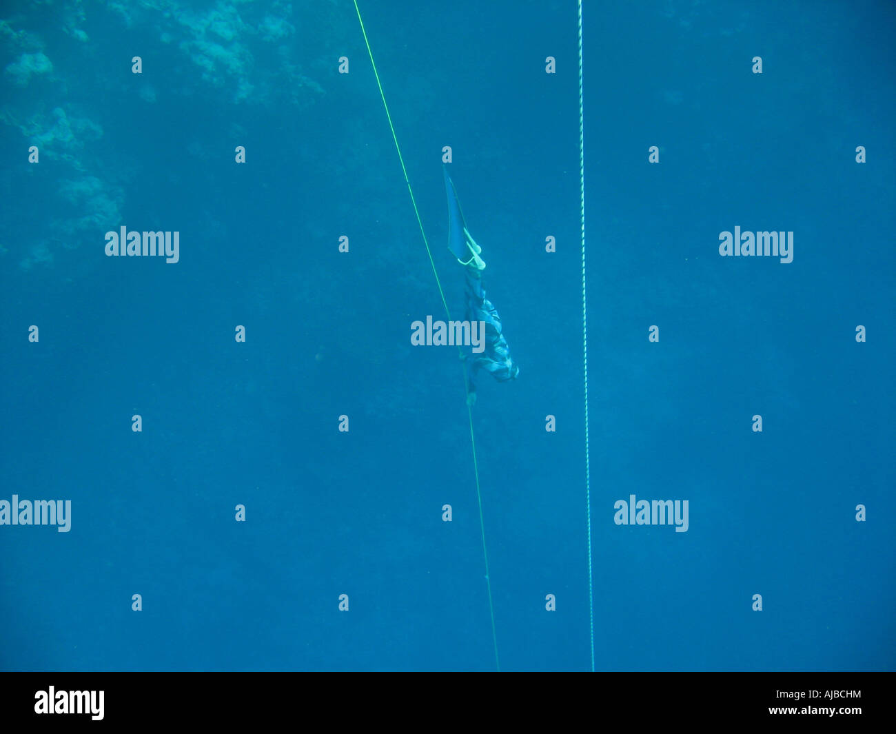 Underwater diving picture of a scuba diver descending in Red Sea at the ...