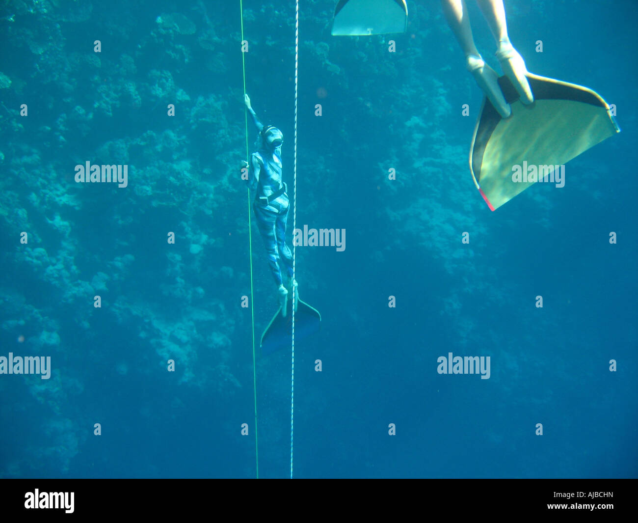 Underwater diving picture of scuba diver ascending in Red Sea at the ...