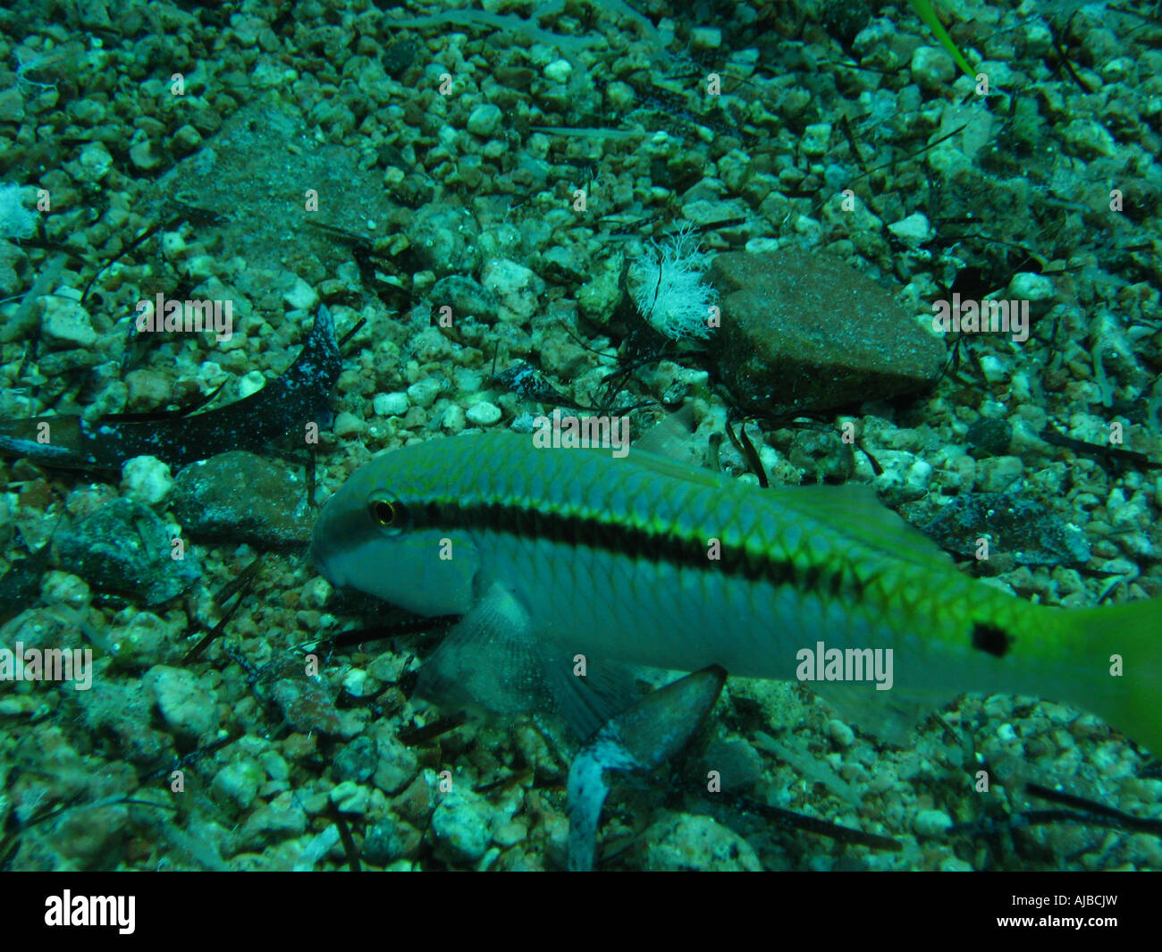 Underwater diving picture of a Eyeshadow Cardinalfish Apogon exostigma ...