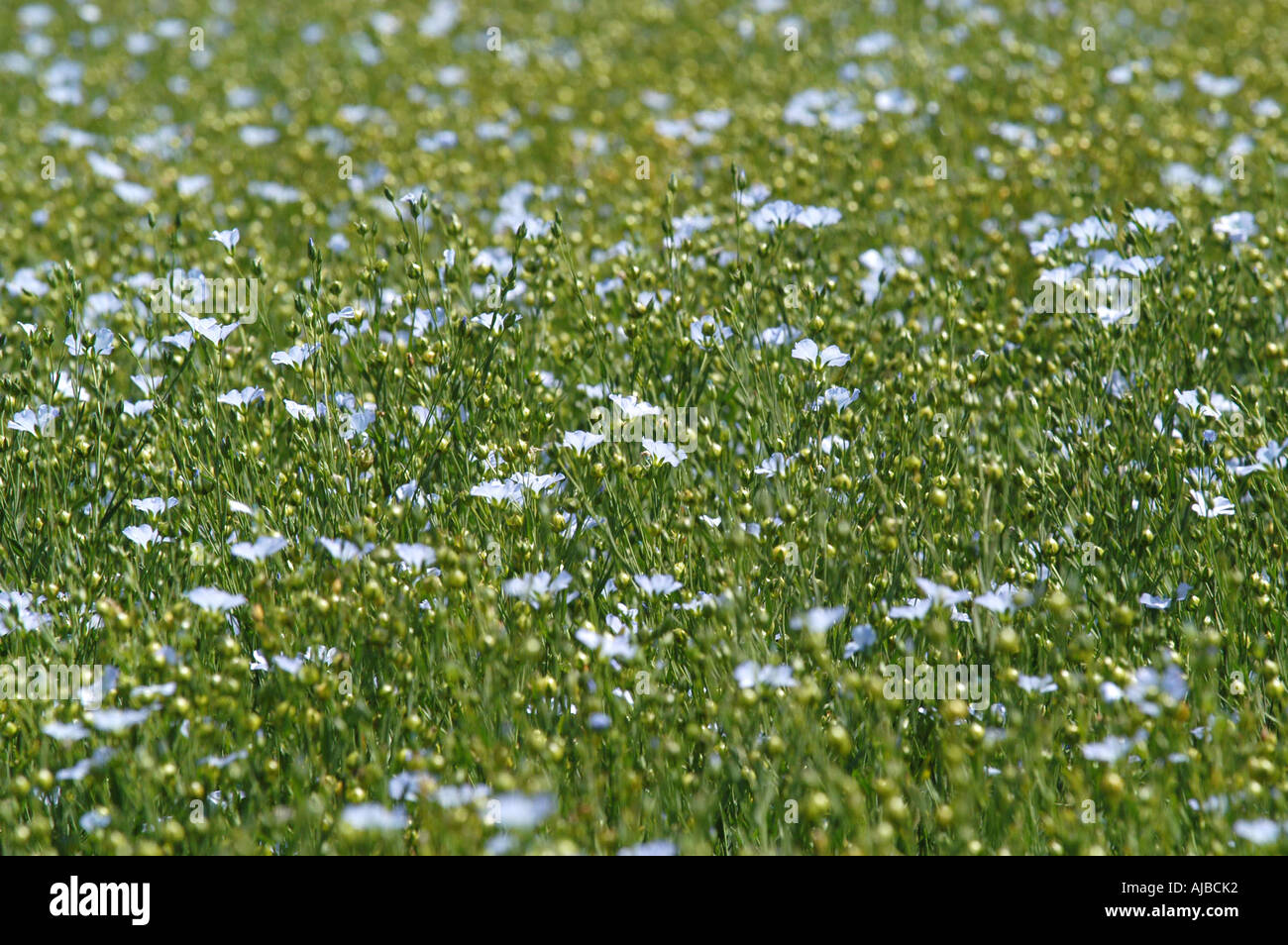 Flax farm england hi-res stock photography and images - Alamy