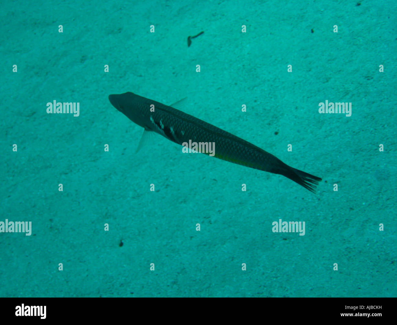 Underwater diving picture of a fish over the seabed in Red Sea at ...