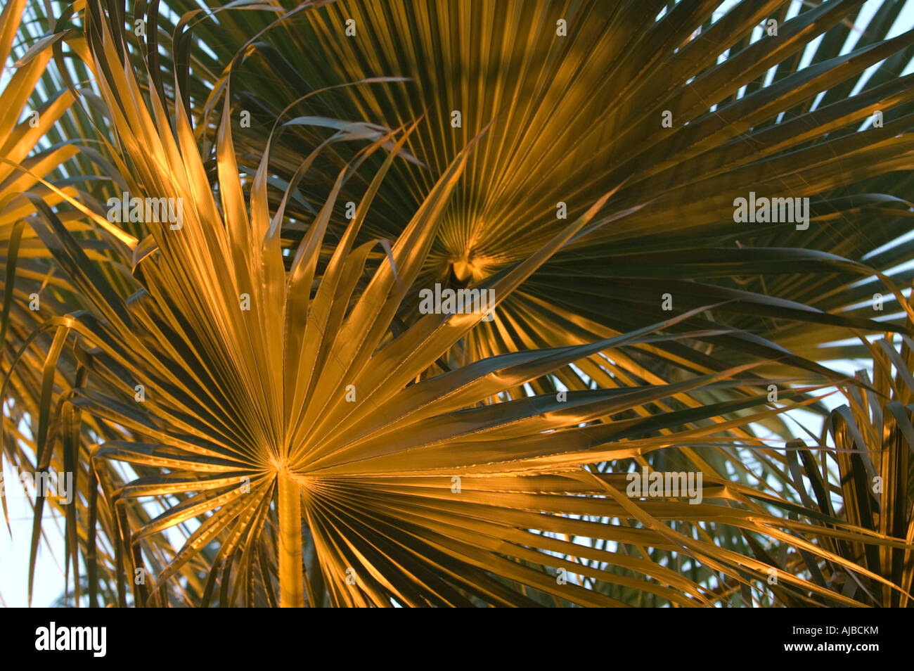 Palm trees illuminated by sodium light source Stock Photo - Alamy