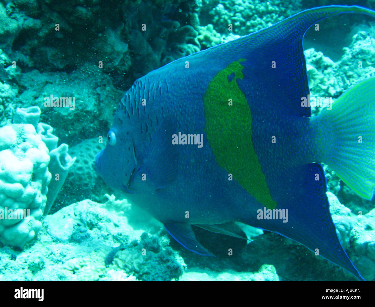 Underwater diving picture of an Arabian angelfish Pomacanthus Maculosus ...