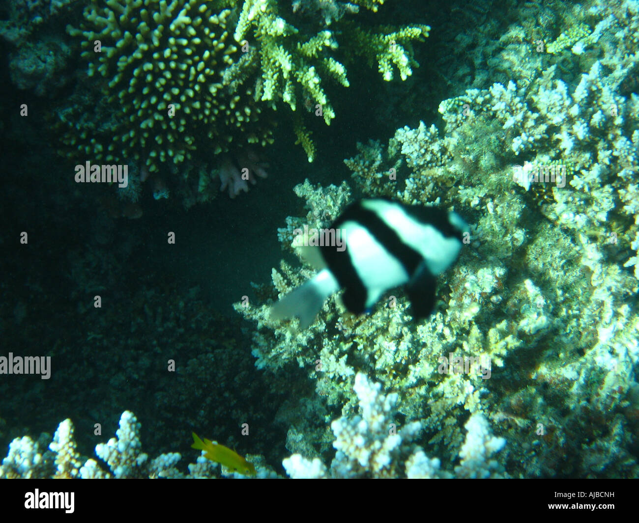 Underwater diving picture of a Banded fish Dascyllus aruanus in Red Sea ...