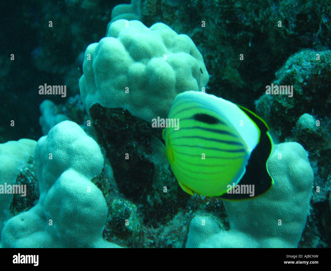 Underwater diving picture of a Polyp butterfly fish Chaetodon ...