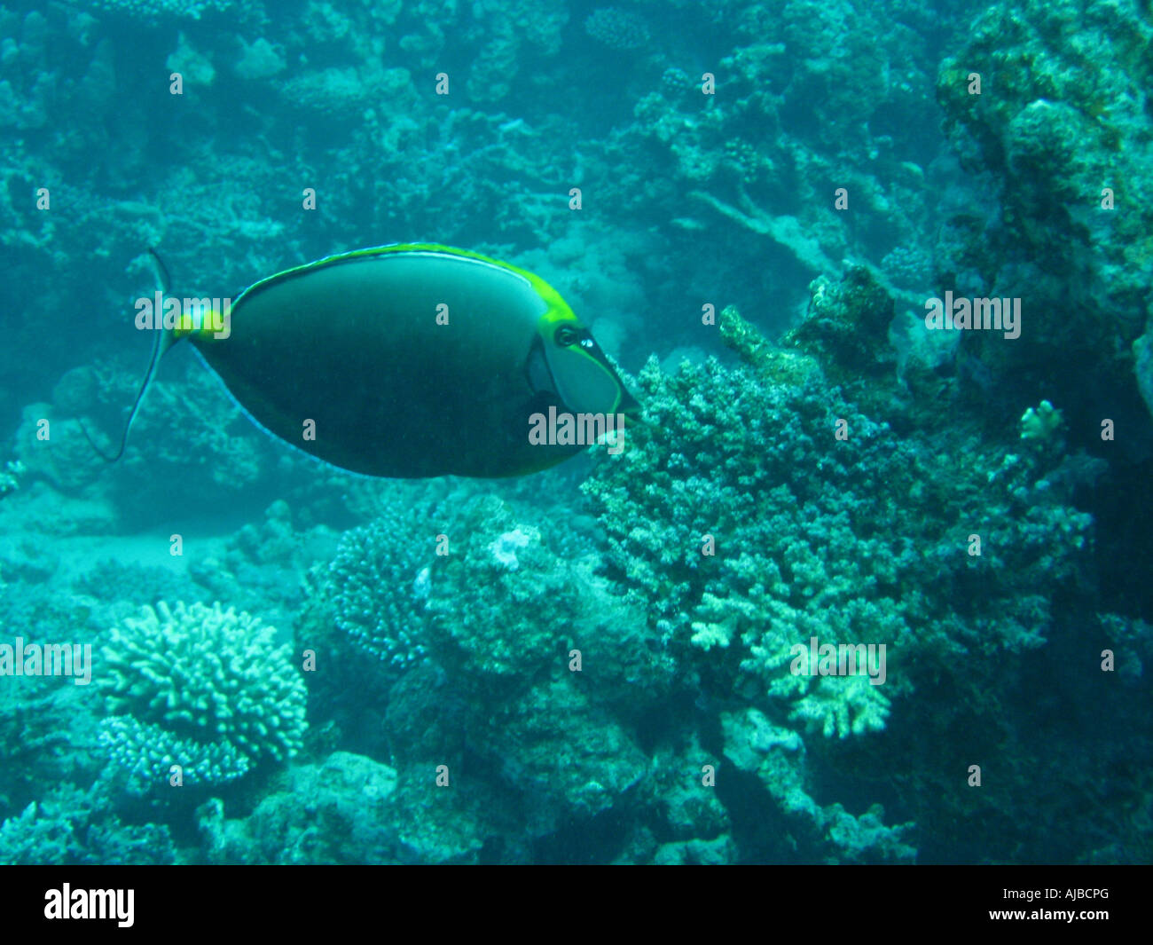 Underwater diving picture of a fish in Red Sea at Islands dive site ...