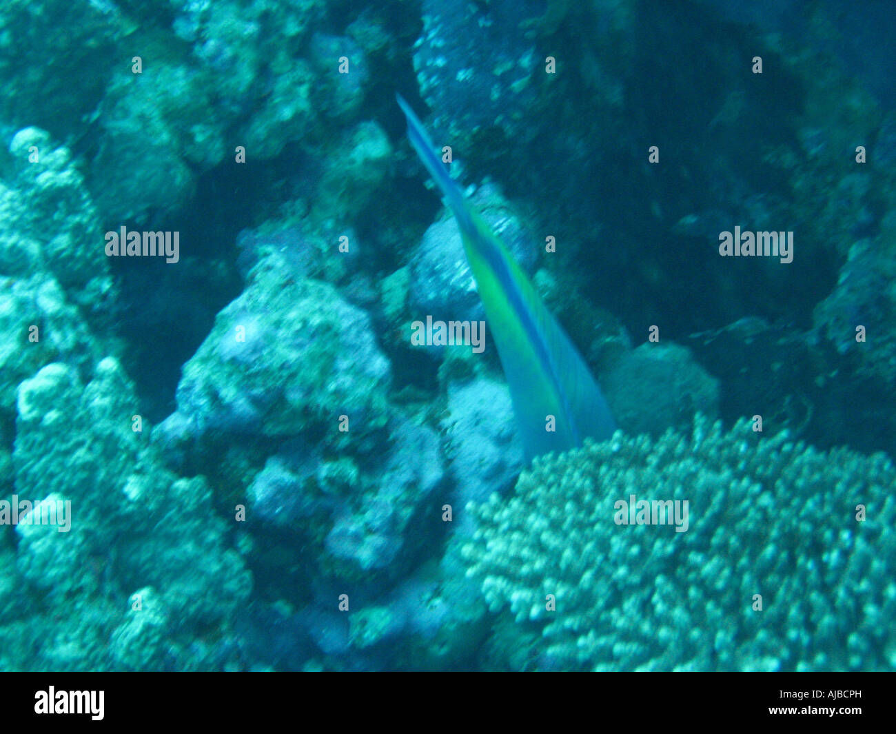 Hiding in coral hi-res stock photography and images - Alamy