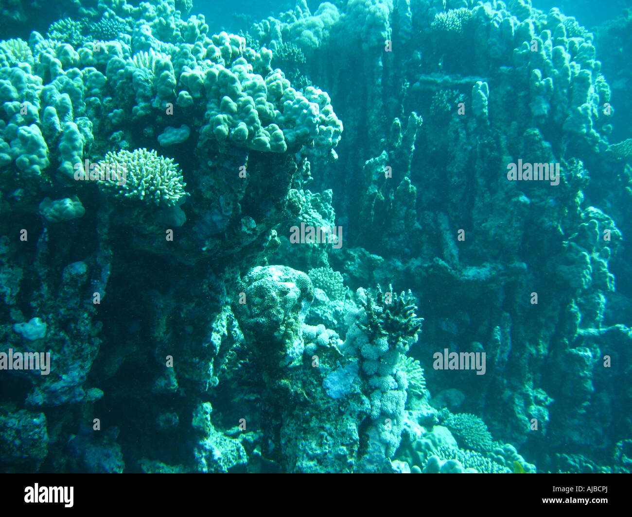 Underwater diving picture of coral reef in Red Sea at Islands dive site ...
