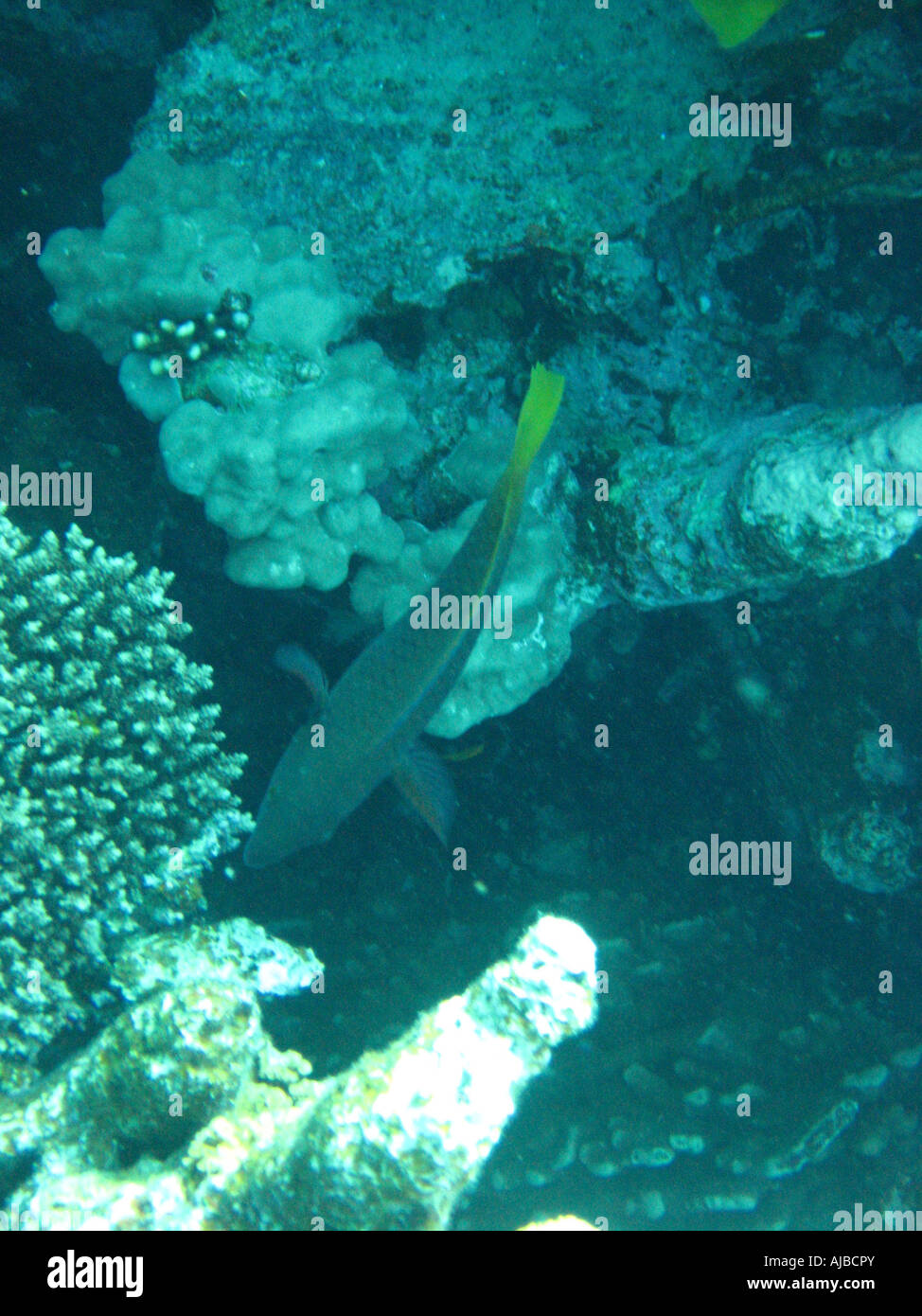 Underwater diving picture of a fish hiding in rocks in Red Sea at ...