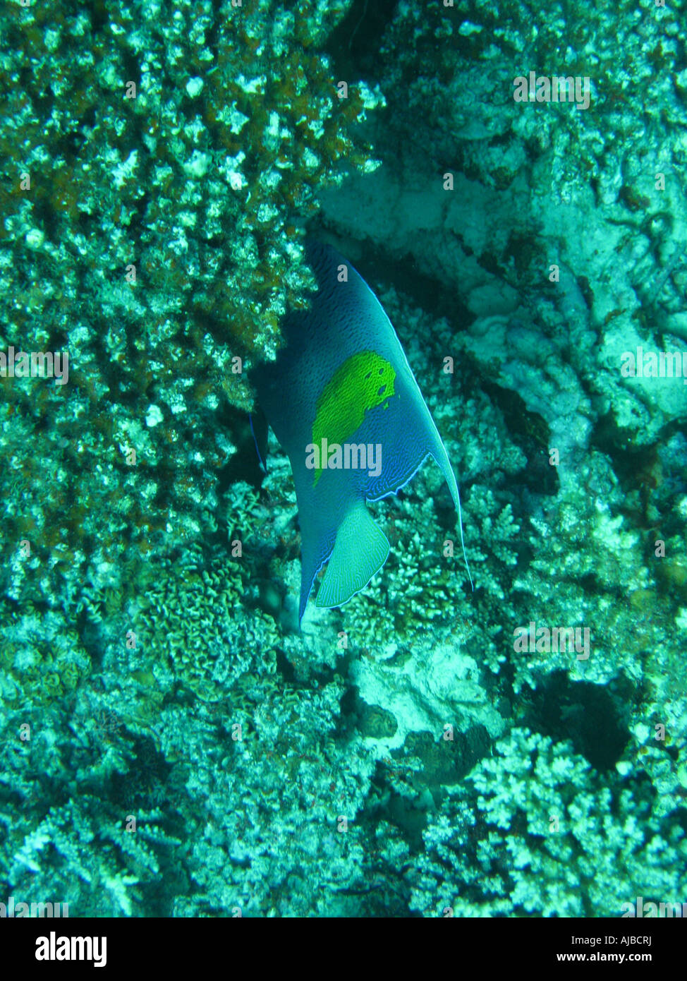 Underwater diving picture of an Arabian Angel fish Pomacanthus ...