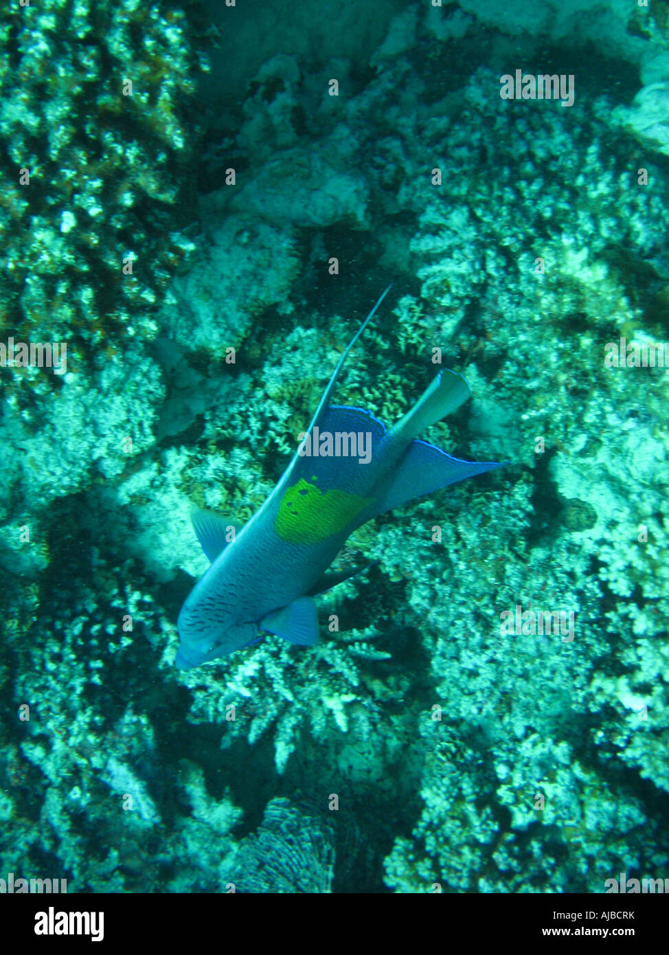 Underwater diving picture of an Arabian Angel fish Pomacanthus ...