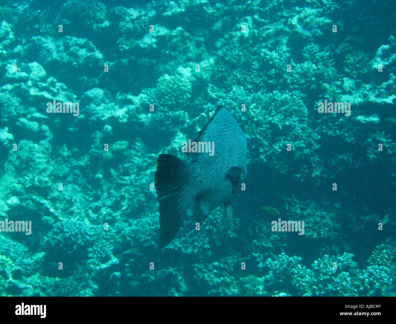 Underwater diving picture of a fish in Red Sea at Islands dive site ...