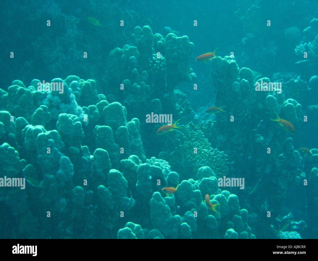 Underwater diving picture of fish swimming over corals in Red Sea at ...