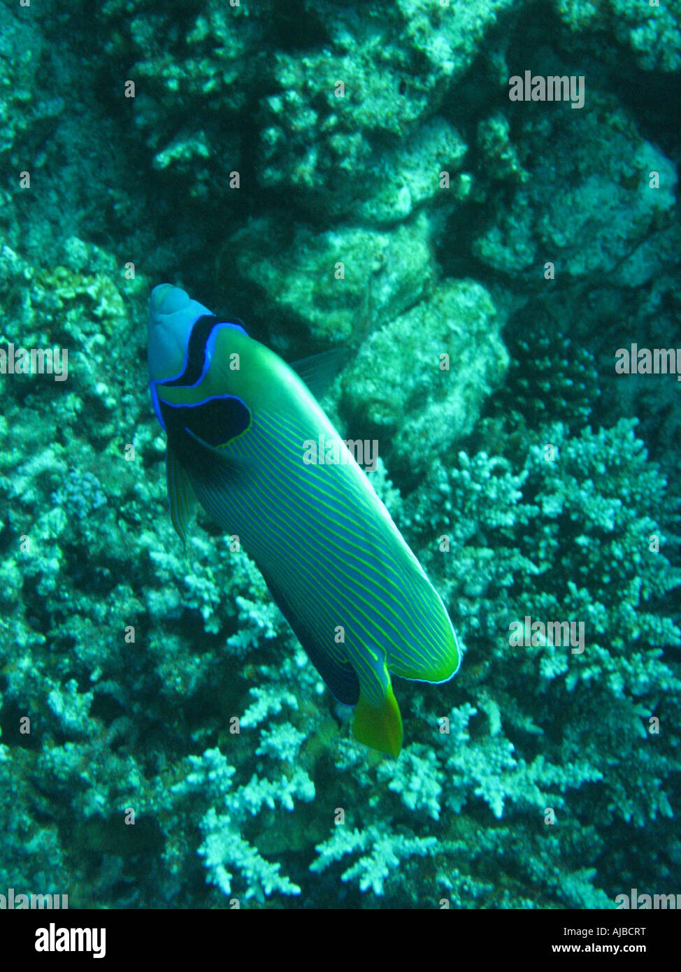 Red emperor fish hi-res stock photography and images - Alamy