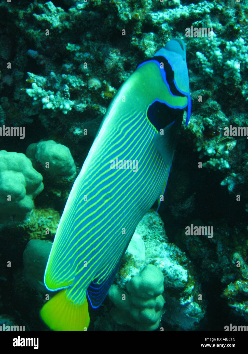 Emperor angel fish hi-res stock photography and images - Alamy