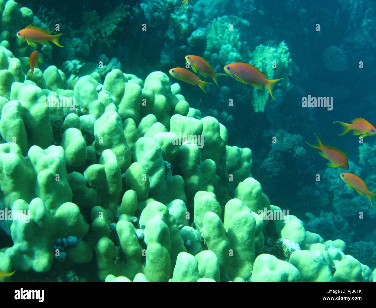 Underwater diving picture of fish swimming over corals in Red Sea at ...