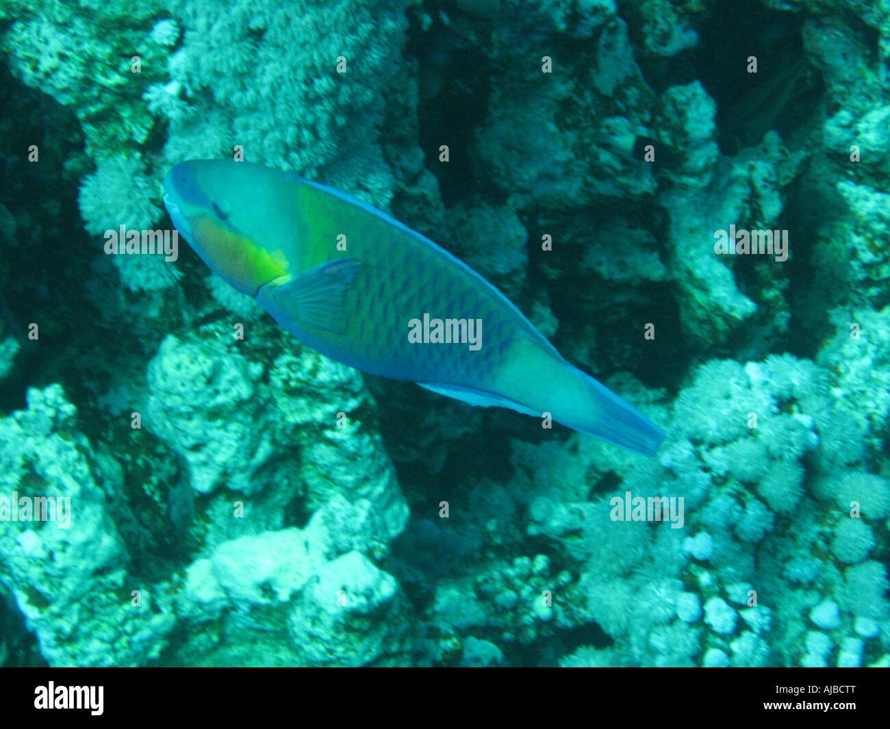 Underwater diving picture of a parrot fish in Red Sea at Islands dive ...