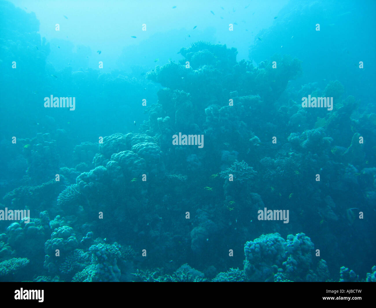 Underwater diving picture of coral reef in Red Sea at Islands dive site ...