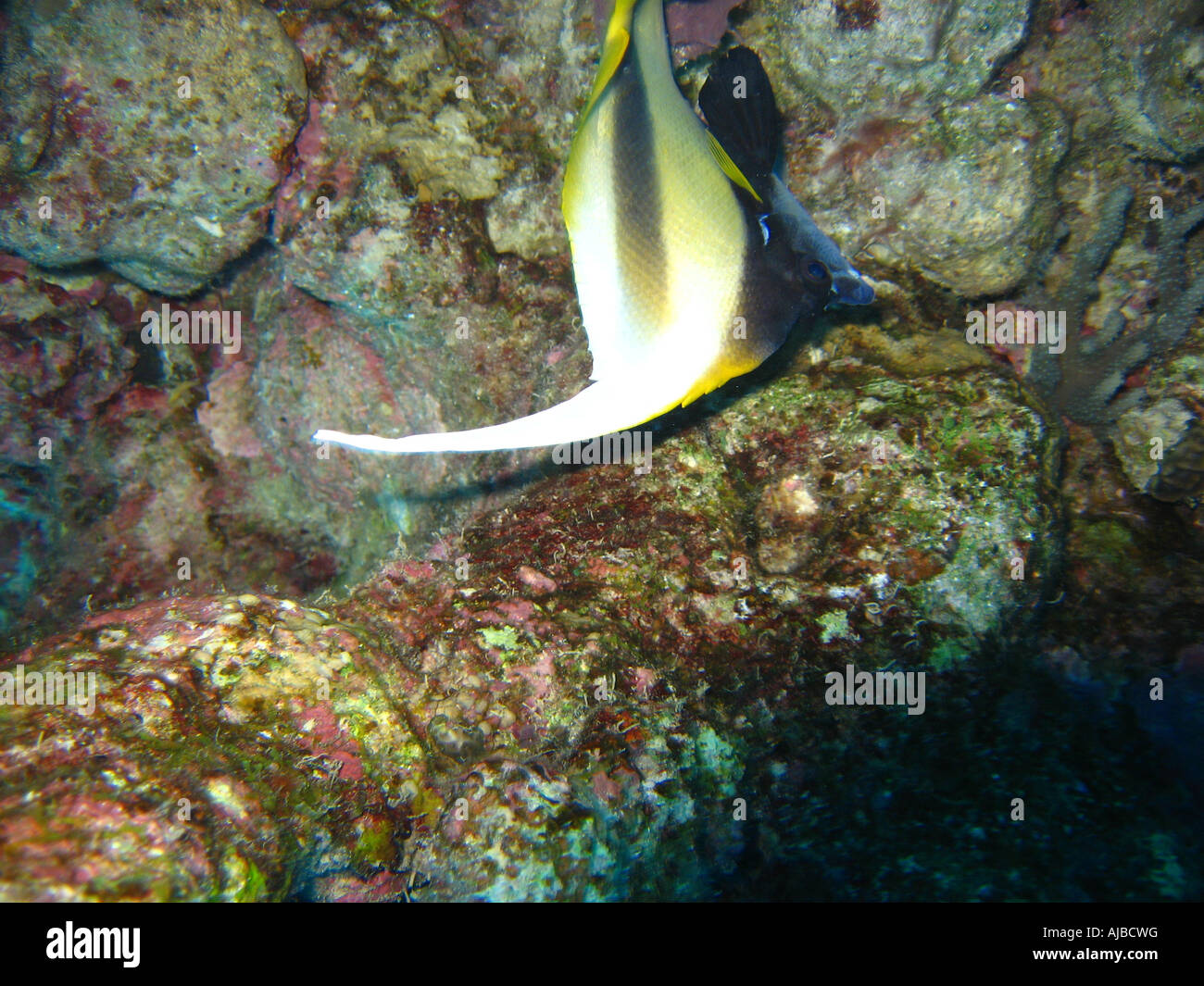 Underwater diving picture of a Red Sea banner fish Heniochus ...
