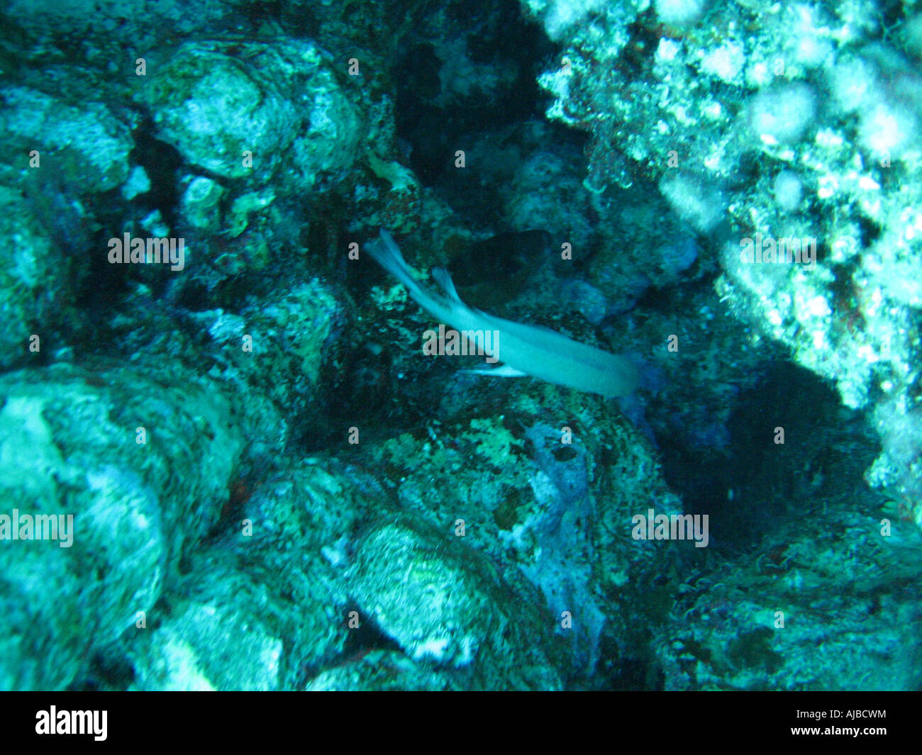 Underwater diving picture of a fish among rocks in Red Sea at Islands ...