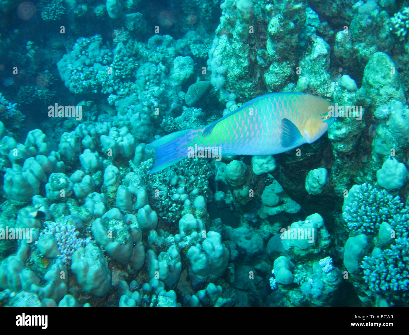 Underwater diving picture of a Red Sea steep headed parrot fish Scarus ...