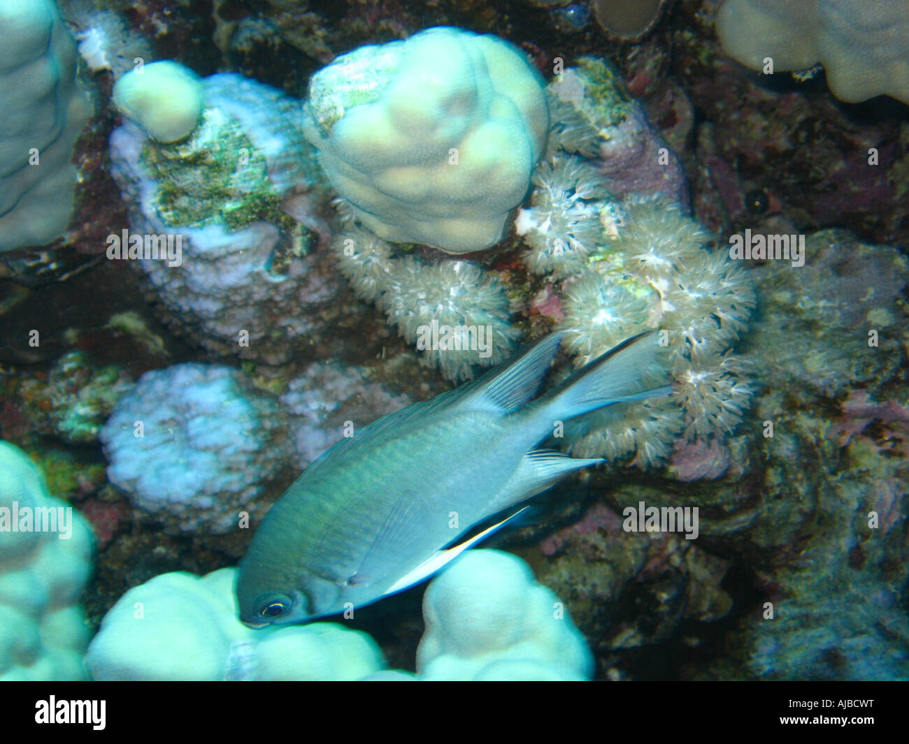 Underwater diving picture of a Red Sea parrot fish in Red Sea at ...