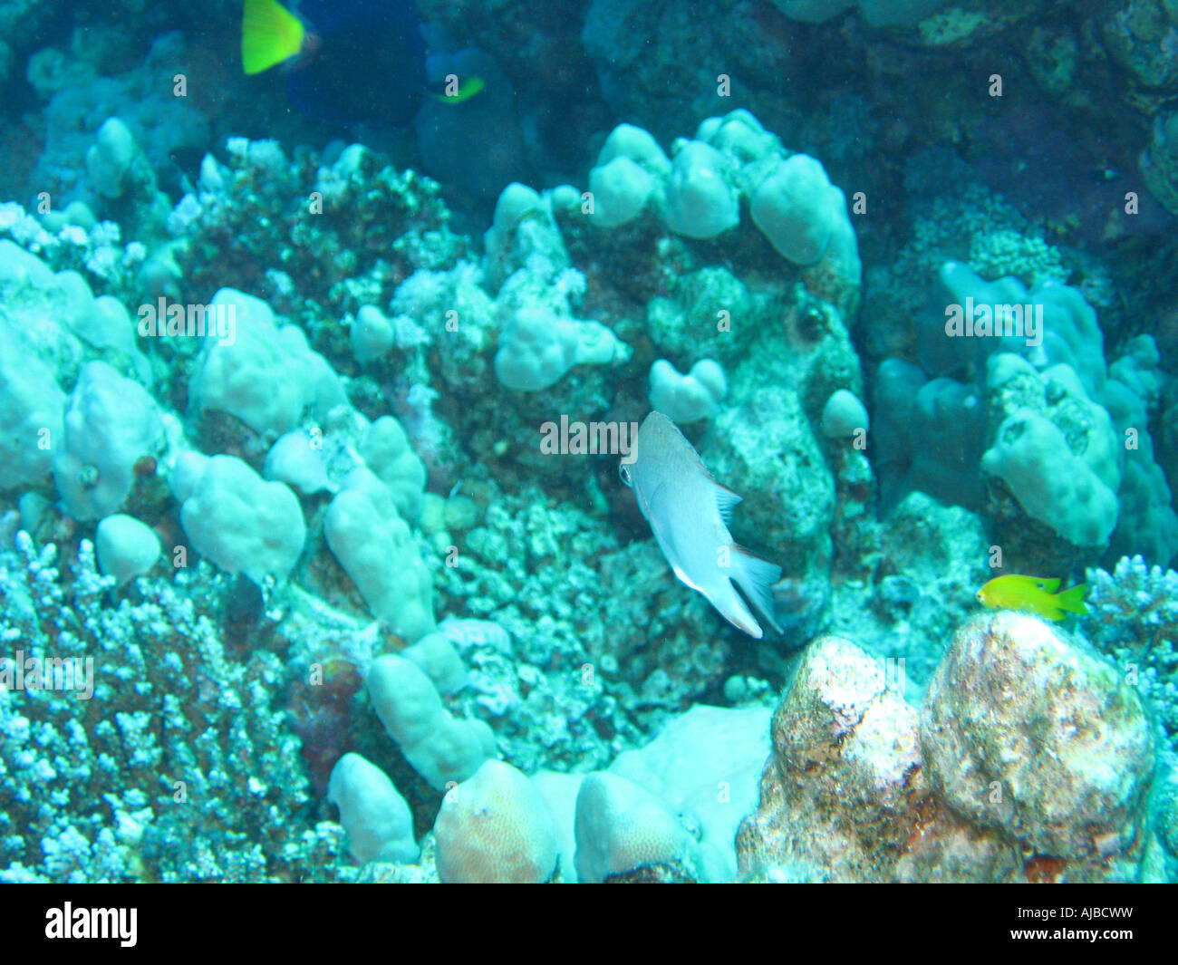 Underwater diving picture of fish swimming among rocks on the seabed in ...