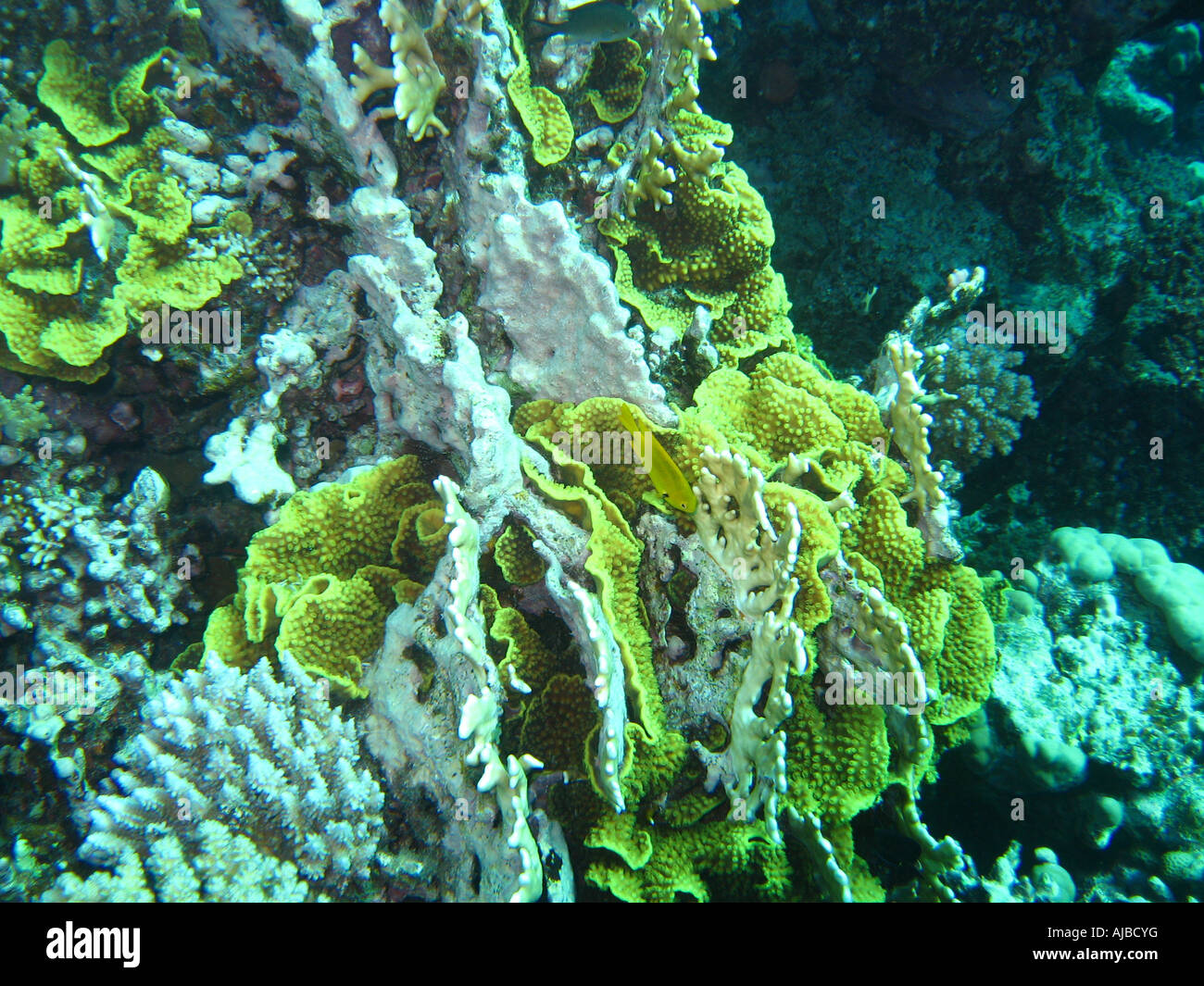 Fire coral millepora platyphylla hi-res stock photography and images ...