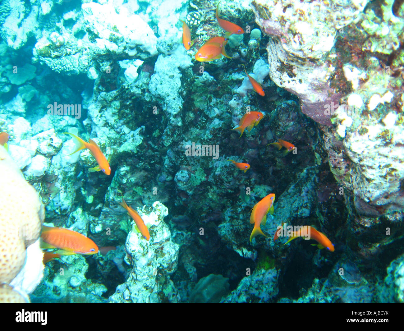 Underwater diving picture of a school of fish among rocks in Red Sea at ...