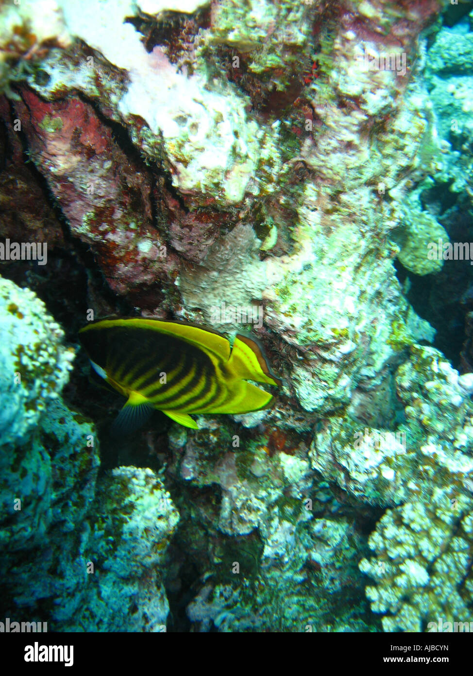 Underwater diving picture of a Striped butterfly fish Chaetodon ...