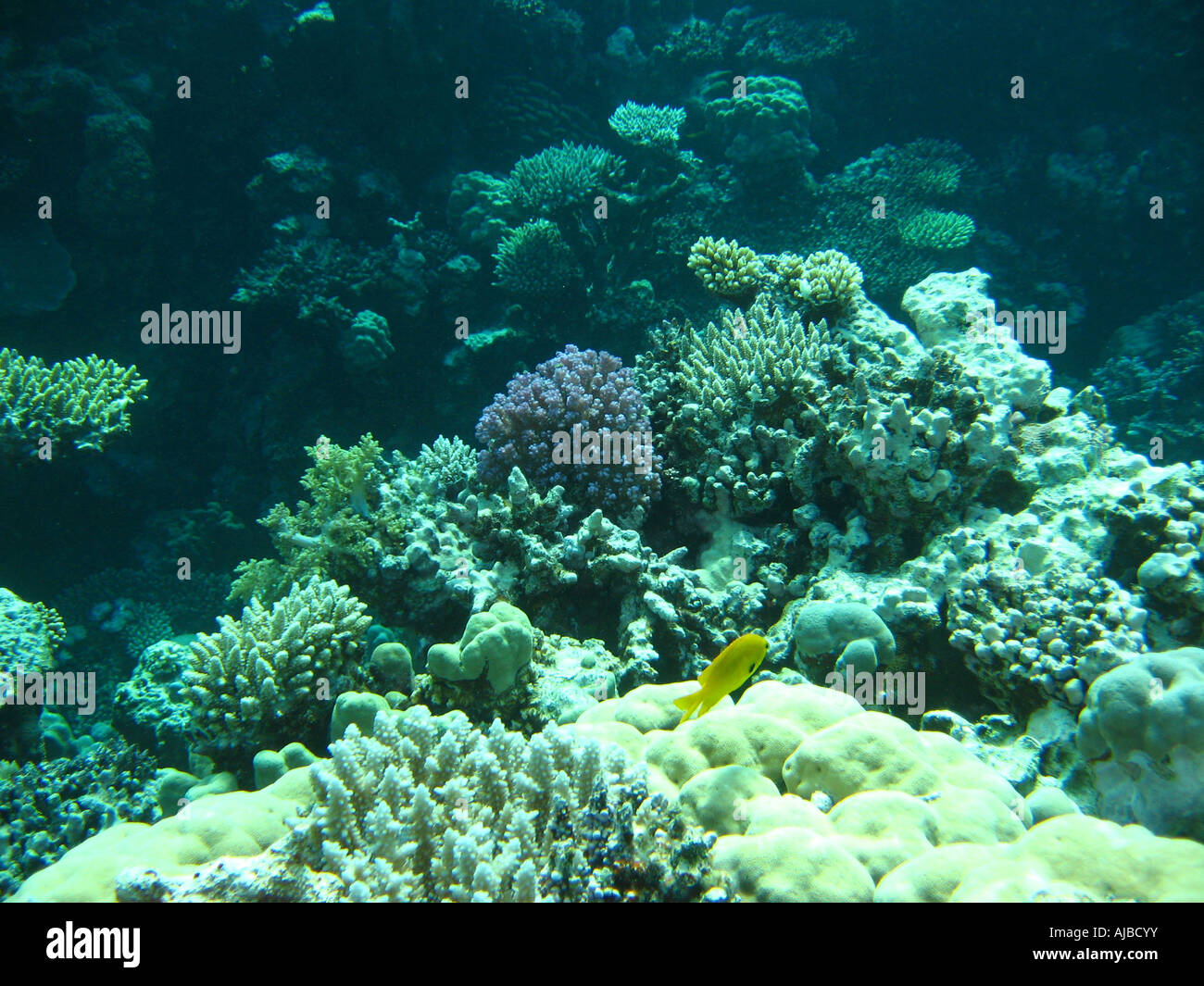 Underwater diving picture of a fish over corals in Red Sea at Islands ...