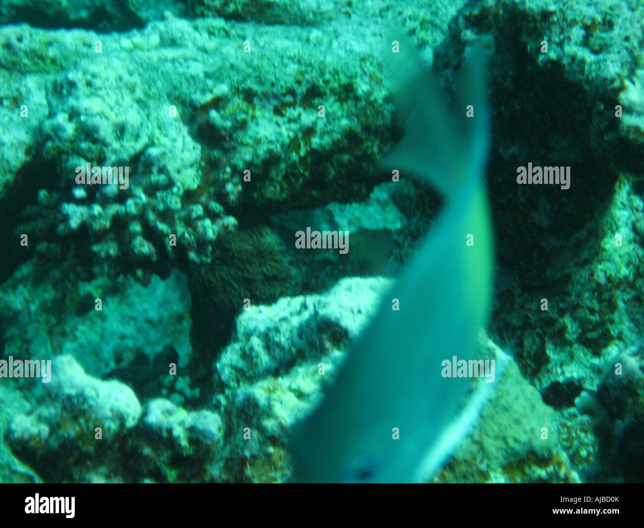 Underwater diving picture of a fish in Red Sea at Islands dive site ...