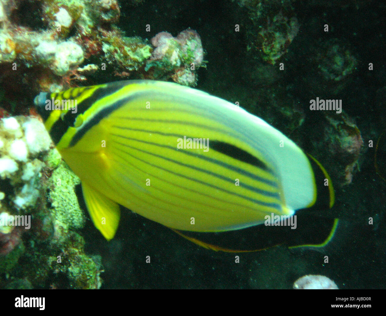 Polyp butterfly fish hi-res stock photography and images - Alamy