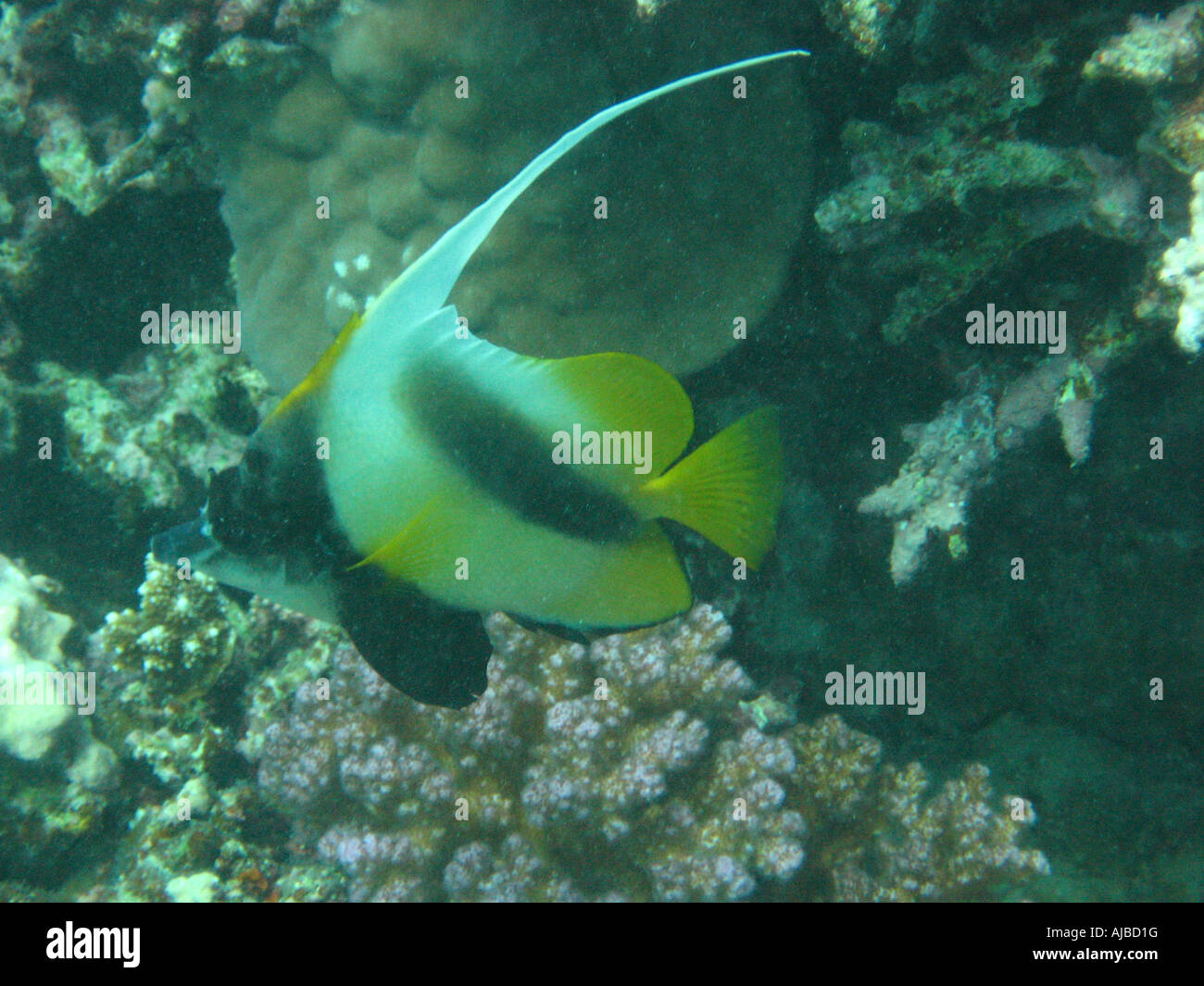 Diving picture of a Red Sea Banner fish Heniochus intermedius in Red ...