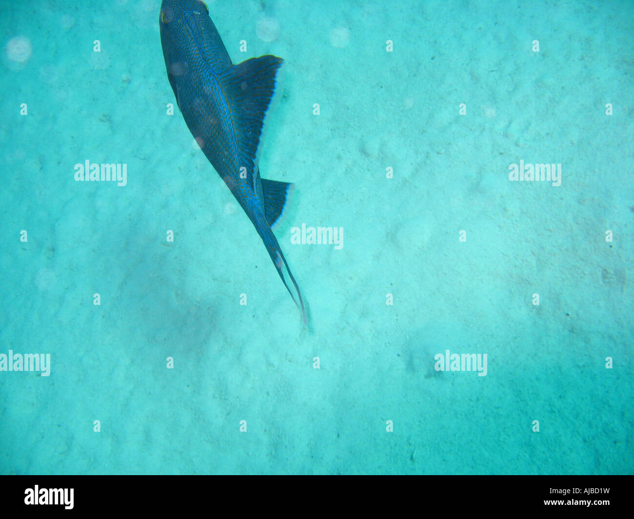 Underwater diving picture of a blue trigger fish Pseudobalistes fuscus ...