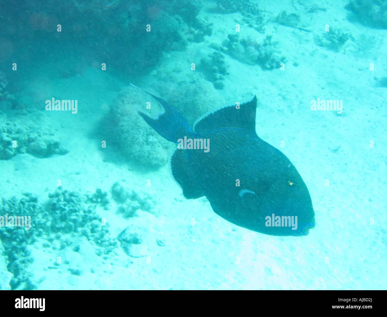 Underwater diving picture of a blue trigger fish Pseudobalistes fuscus ...