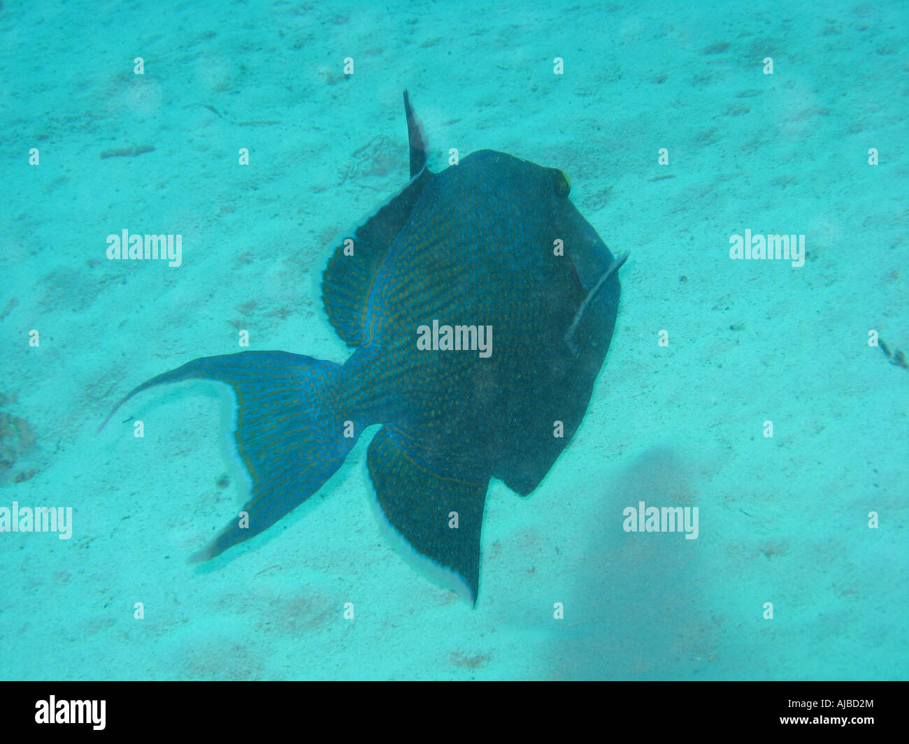 Trigger fish in blue water hi-res stock photography and images - Alamy