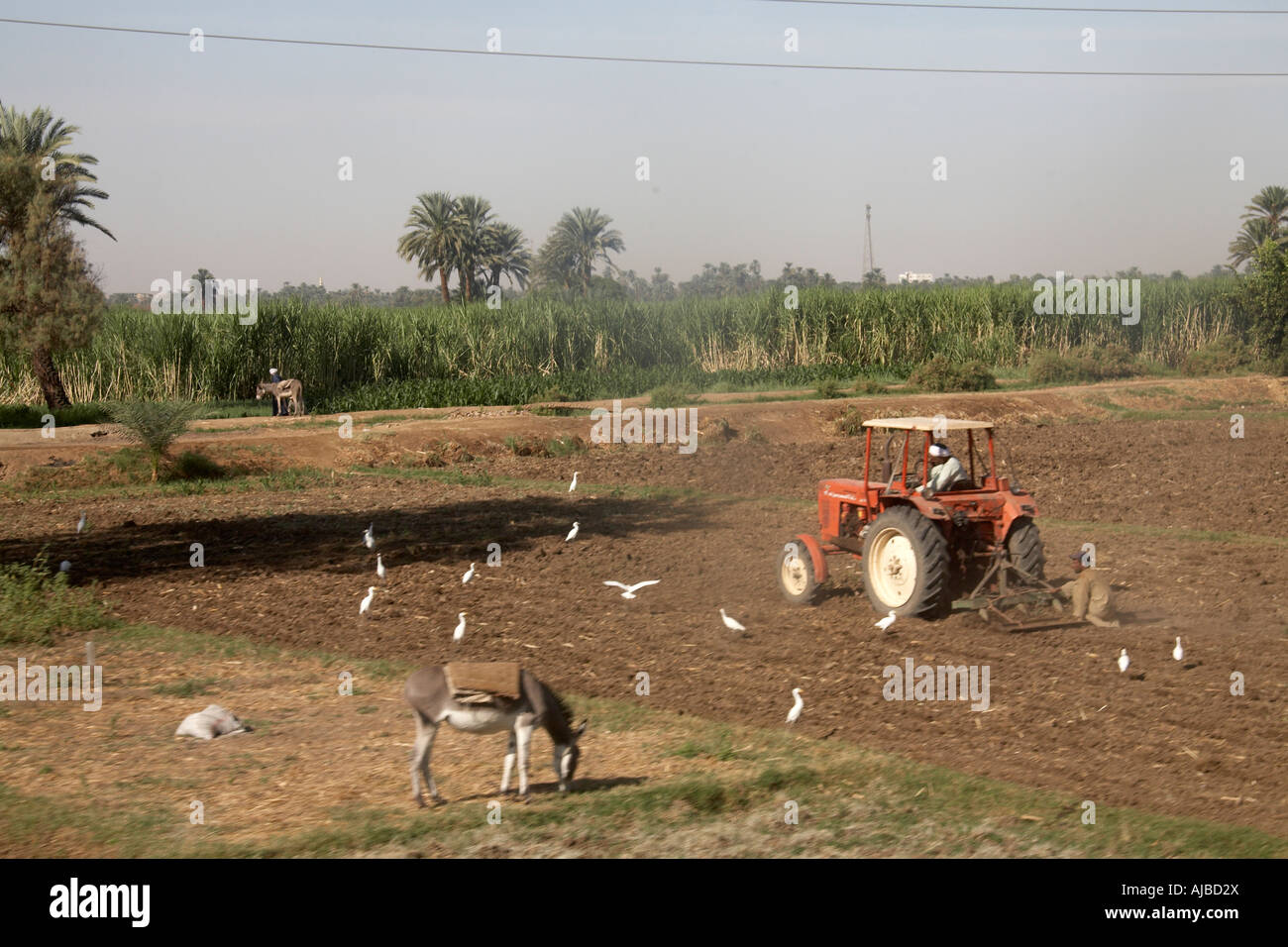 Farmer working with tractor and donkey in irrigated fields in ...