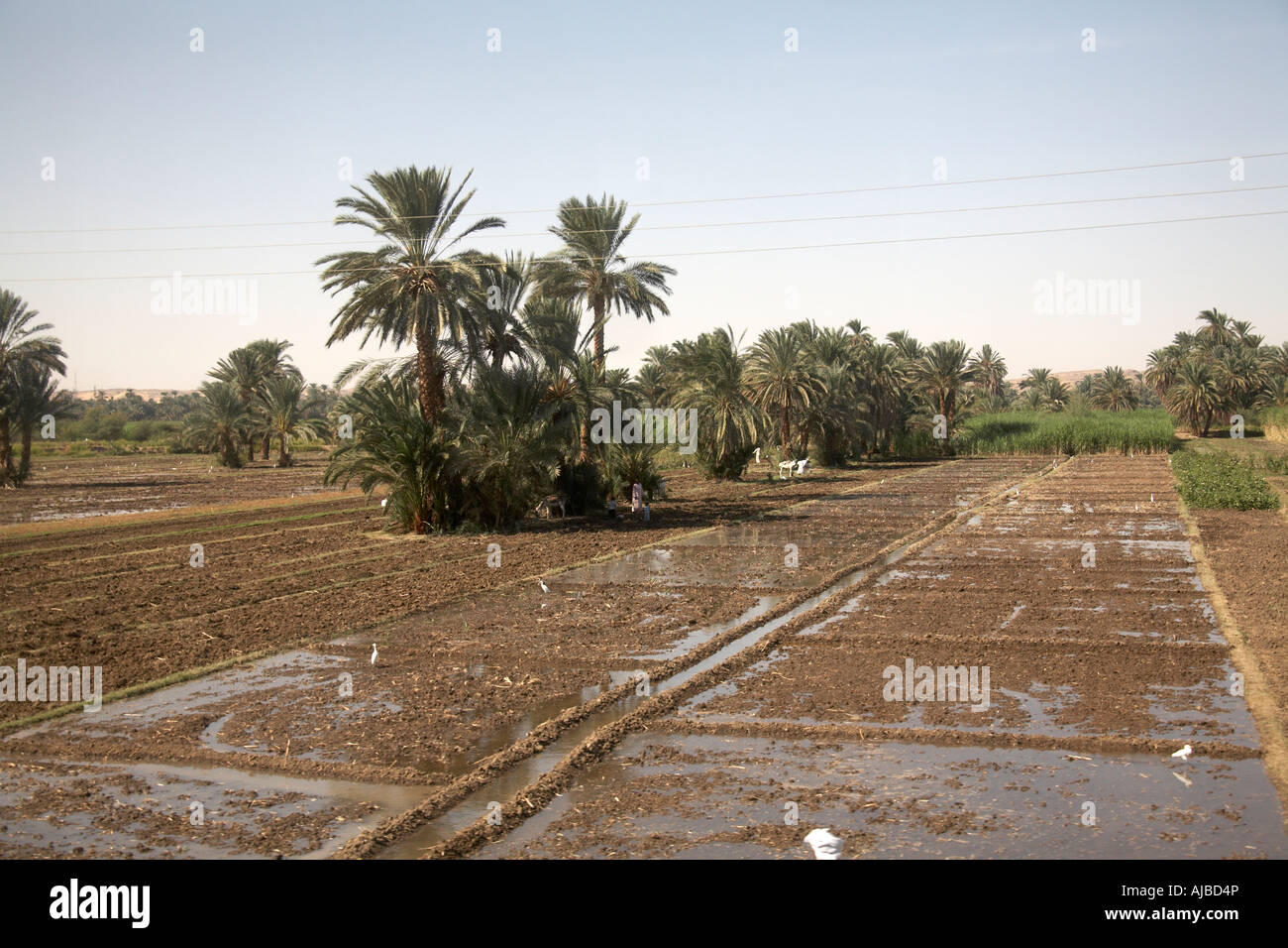 Irrigated fields in agricultural land near Edfu in Upper southern Egypt ...