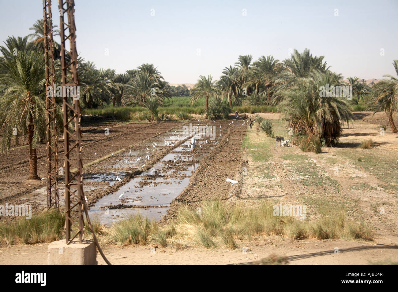 Farmer people working in irrigated fields in agricultural land near ...