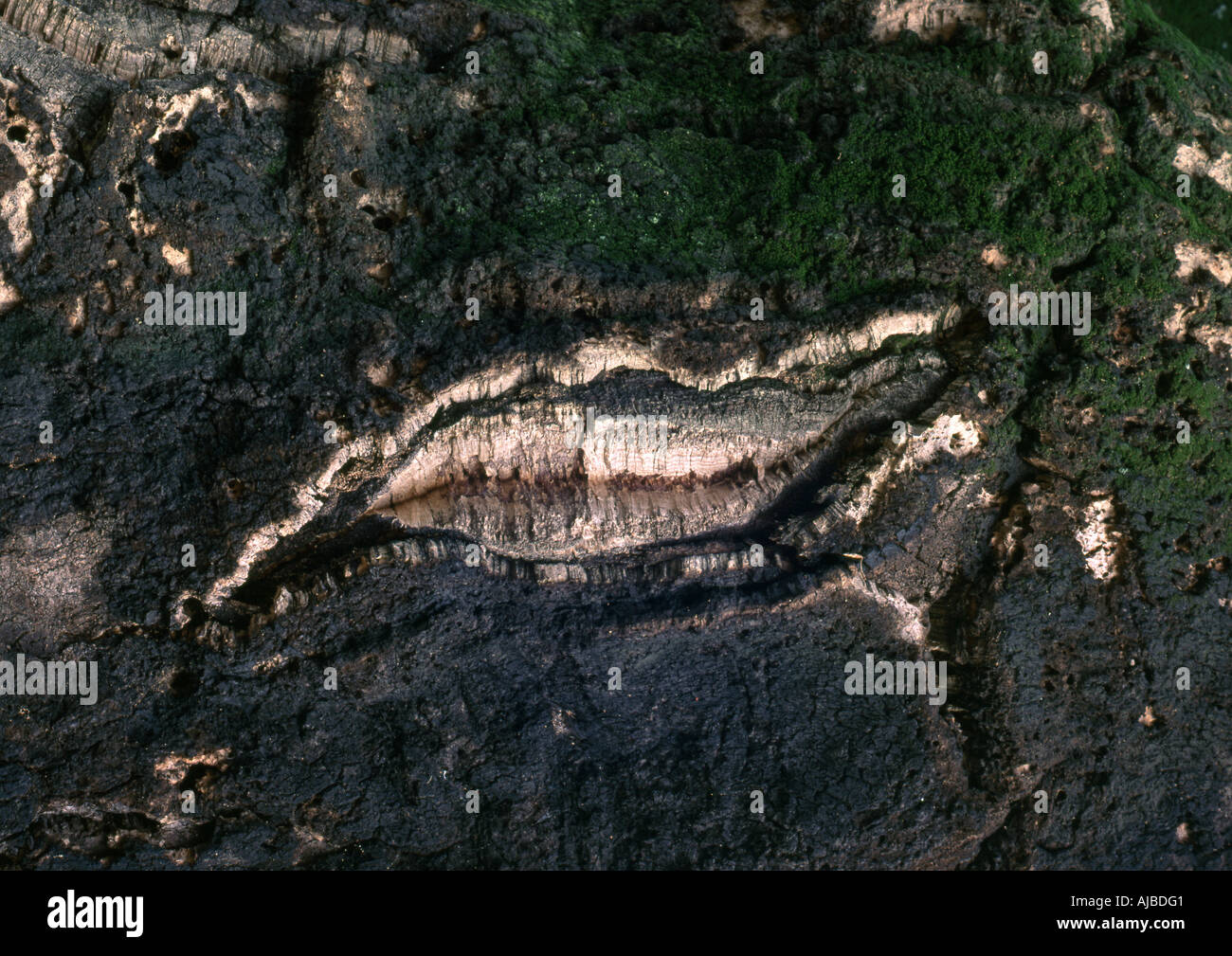 Man woman mouth close up kiss hi-res stock photography and images - Alamy